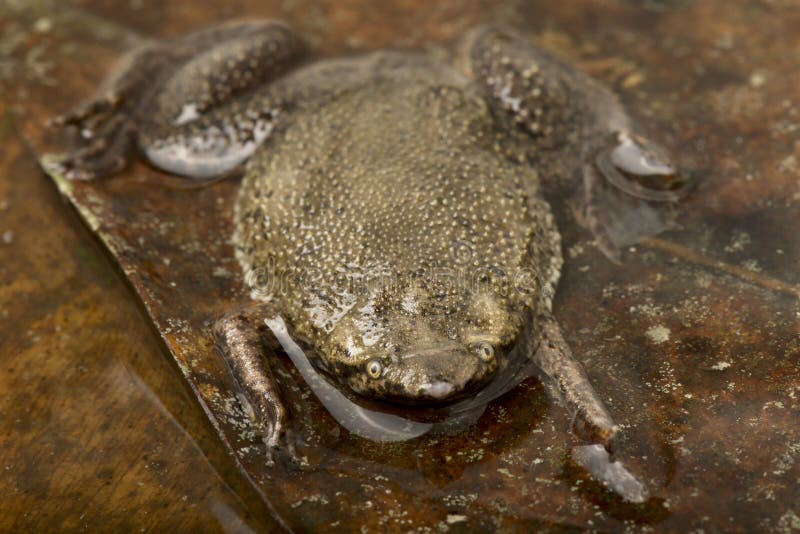 Surinam Toad / Pipa pipa stock image. Image of south - 28311183
