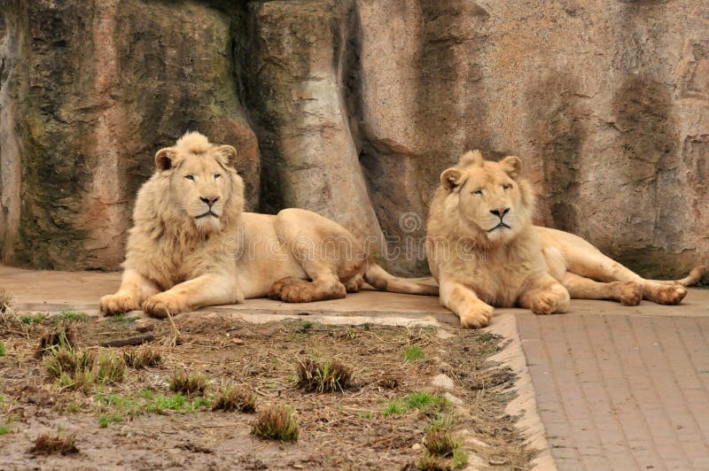 Albinism lions stock image. Image of isolated, deadly - 88992563