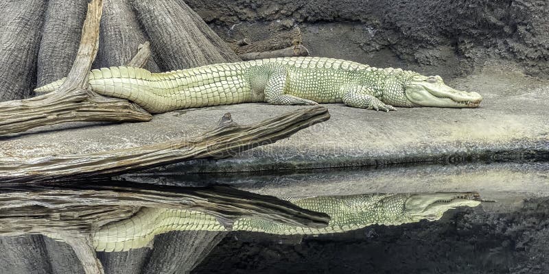 Sharp American Alligator Claws and Webbed Feet Stock Image - Image of ...