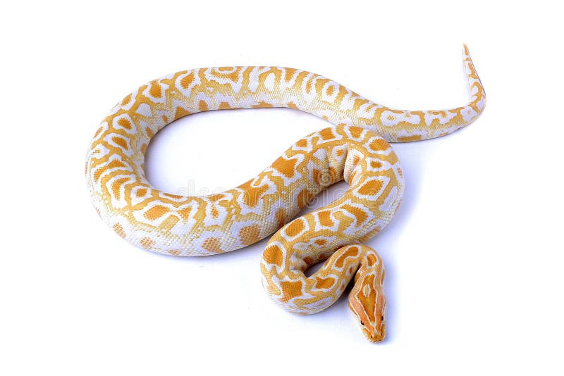 Albino Asian Rock Python Molurus Snake Stock Photo - Image of hand ...