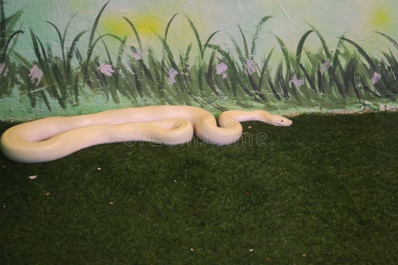 Albino Ball Python White Snake Crawling on the Green Grass Stock Image - Image of fresh, albino ...