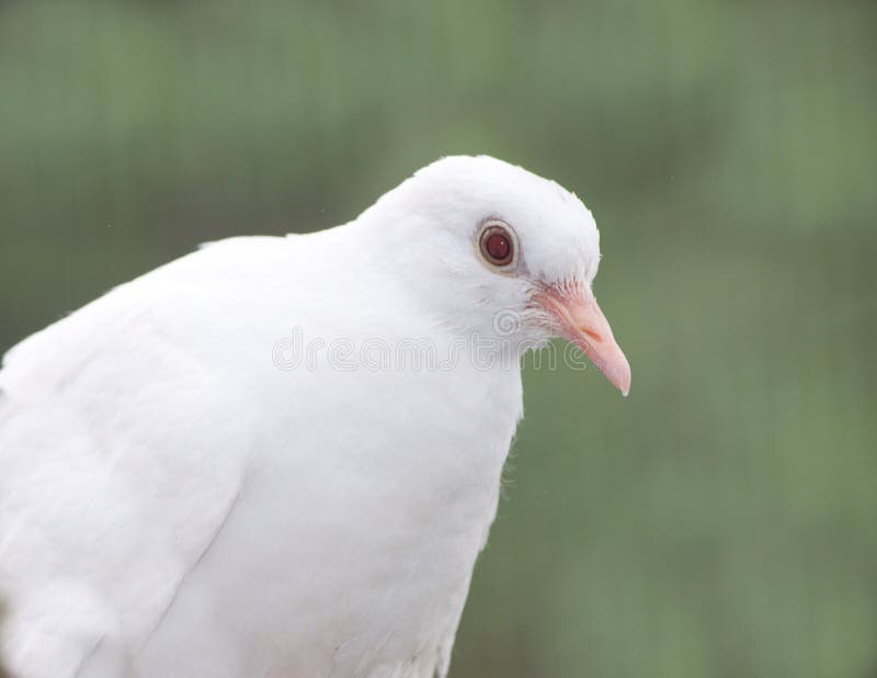 1,022 Barbary Bird Stock Photos - Free & Royalty-Free Stock Photos from ...