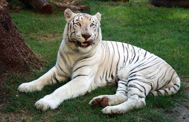 Albino Bengal Tiger stock photo. Image of animal, nature - 5955078