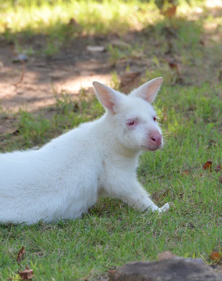 Vallaby fotografering för bildbyråer. Bild av bennett - 111143627