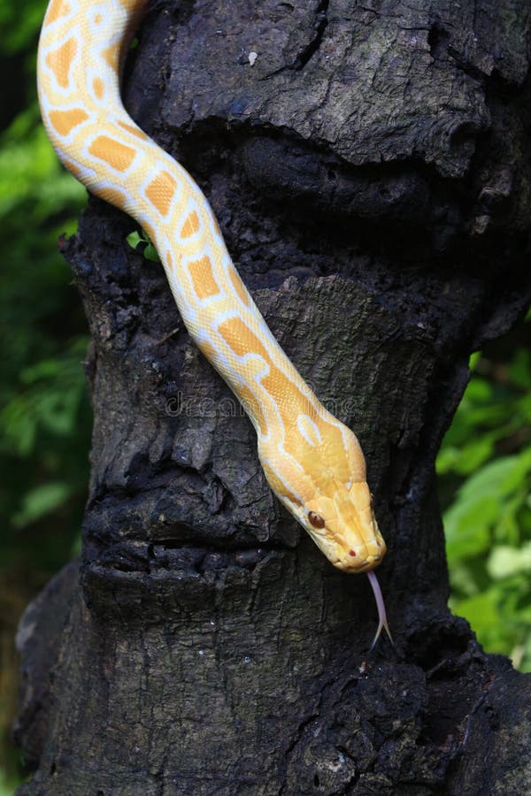 Albino Birman Python Molurus Bivittatus Photo stock - Image du brun ...
