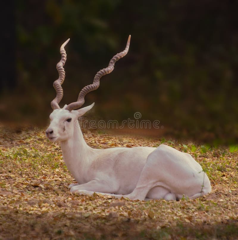 Albino Black Buck Sitting Alone Stock Photo - Image of wildlife ...