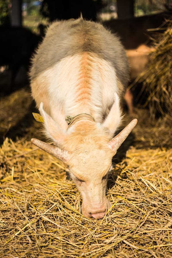 Albino Buffalo Chewing Grass Stock Photo - Image of mammal, abnormal ...