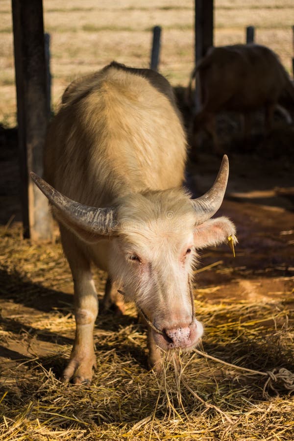 Albino Buffalo Chewing Grass Stock Photo - Image of mammal, abnormal ...