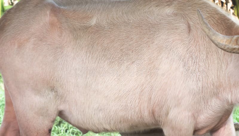 Albino Buffalo Fur Body Texture Bubalus Bubalis with Natural Line ...