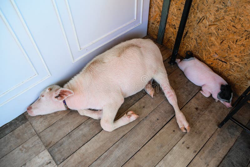 Albino buffalo and pig stock photo. Image of mother, family - 59209422