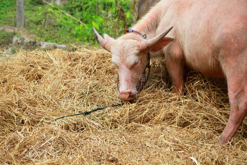 Pink buffalo stock photo. Image of wildlife, large, thailand - 170163544