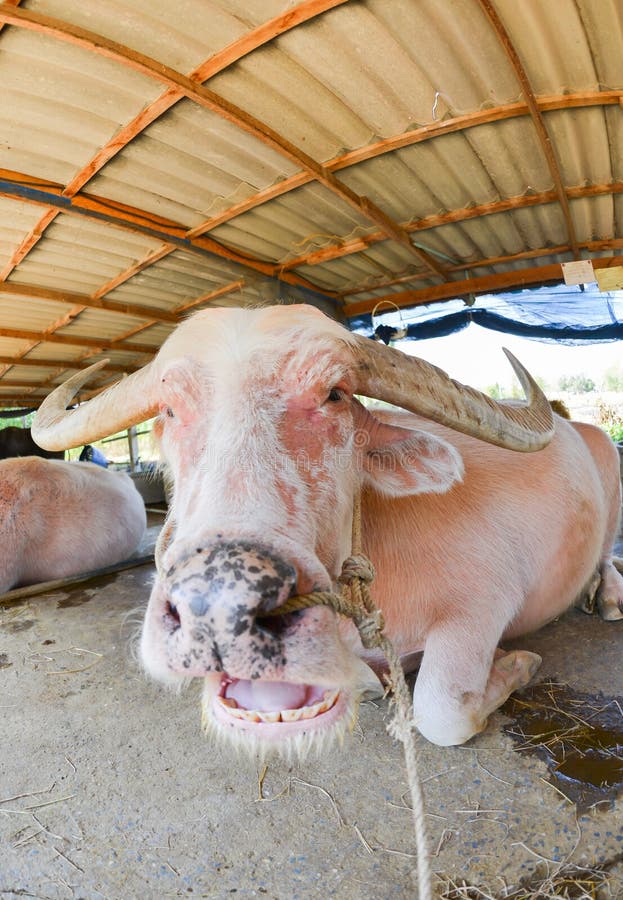 349 Buffalo Sleep Stock Photos - Free & Royalty-Free Stock Photos from ...