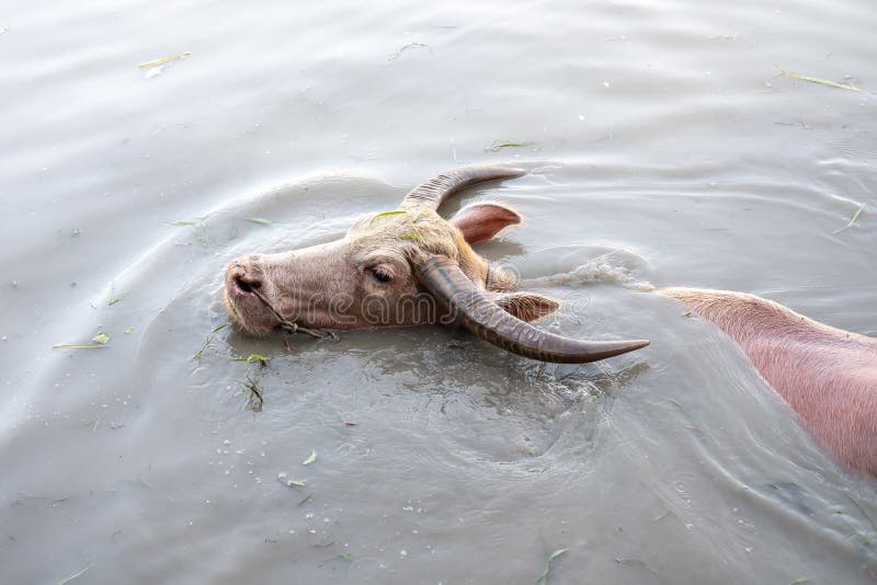 Albino Buffalo, Water Buffalo, Asian Buffalo in the Swamp Stock Photo ...
