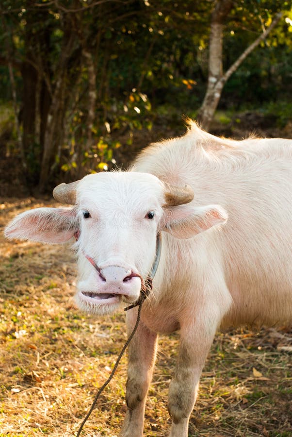 585 Albino Buffalo White Buffalo Stock Photos - Free & Royalty-Free ...
