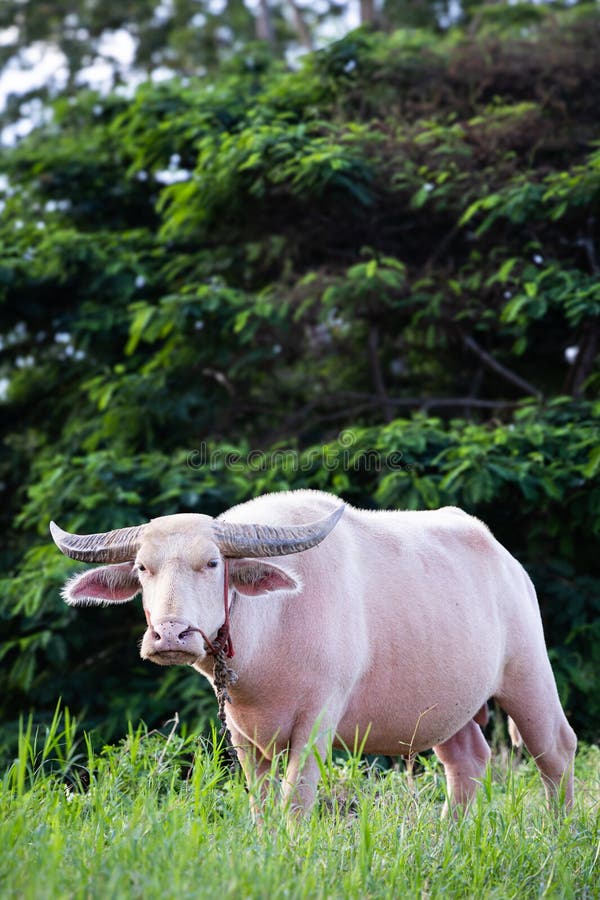 Albino Buffalo among Green Vegetation. Large Well Maintained Bull ...