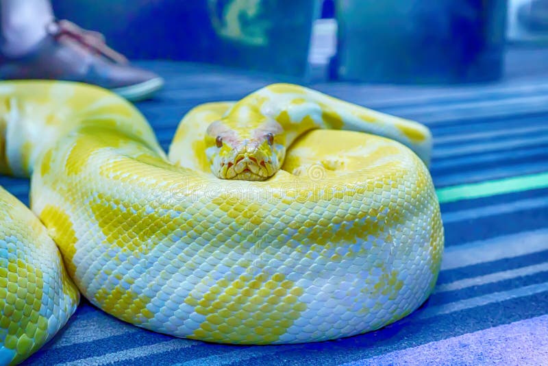 Albino burmese python stock photo. Image of texture - 257435048