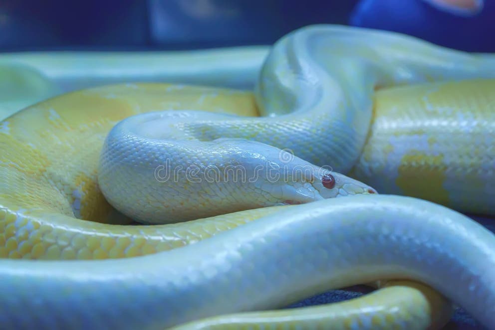 Albino burmese python stock image. Image of tame, predator - 257435055