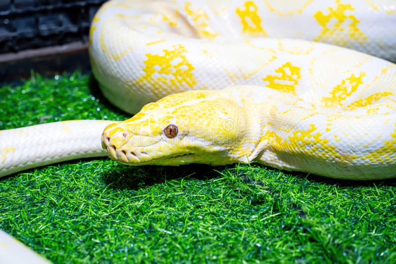 Albino burmese python stock image. Image of scale, danger - 346287959