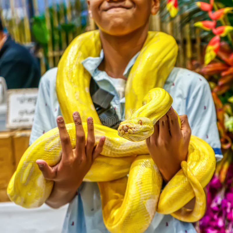 Albino burmese python editorial image. Image of nature - 161260125