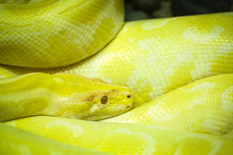 740 Albino Burmese Python Stock Photos - Free & Royalty-Free Stock ...