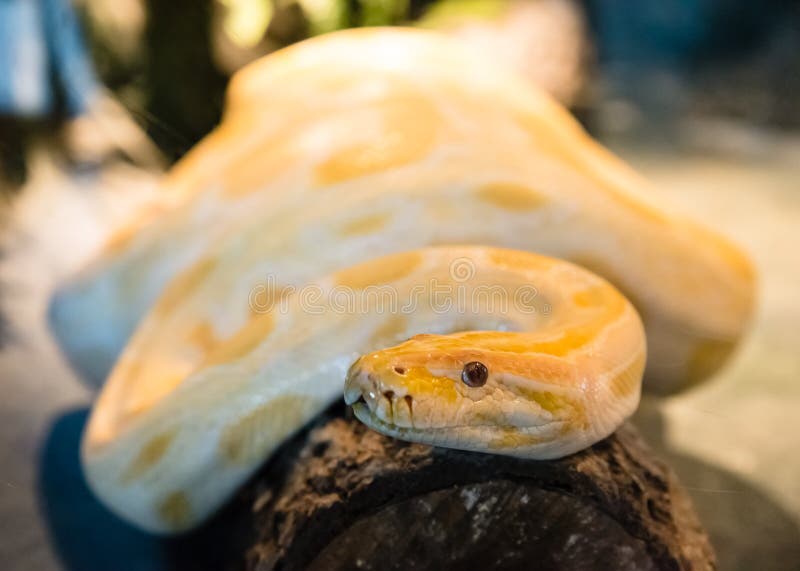Albino Burmese Python Crawling on Log Stock Image - Image of nature ...