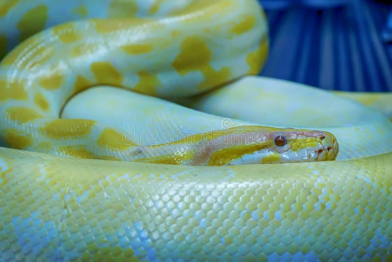 Albino burmese python stock image. Image of strike, poisonous - 124996771