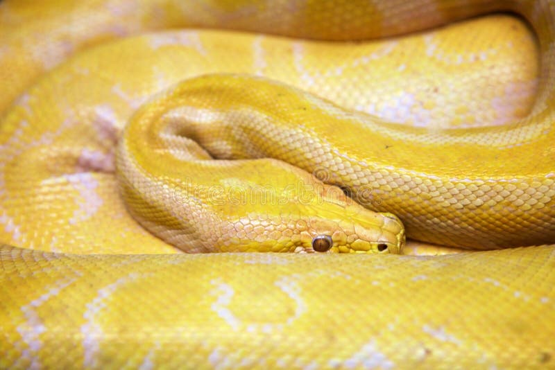Albino Burmese Python stock photo. Image of molurus, reptile - 35135450