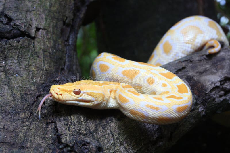 Bivittatus Del Molurus De Albino Burmese Python Python Imagen de ...