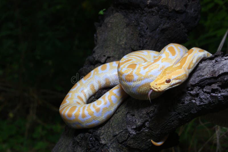 Bivittatus Del Molurus De Albino Burmese Python Python Imagen de ...