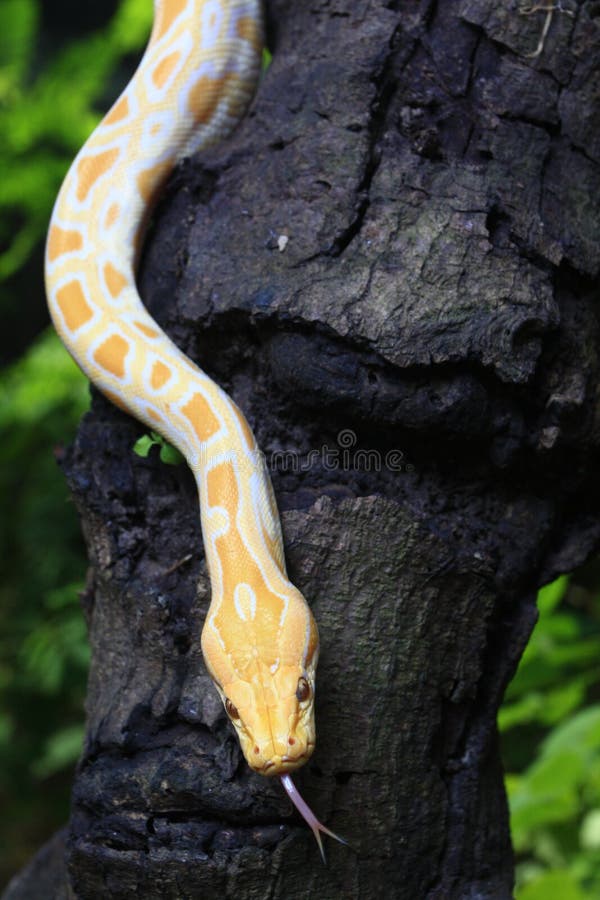 Albino Burmese Python Python Molurus Bivittatus Foto de Stock - Imagem ...