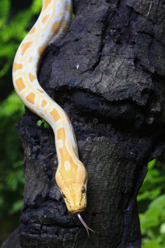 Albino Burmese Python Python Molurus Bivittatus Foto de Stock - Imagem ...
