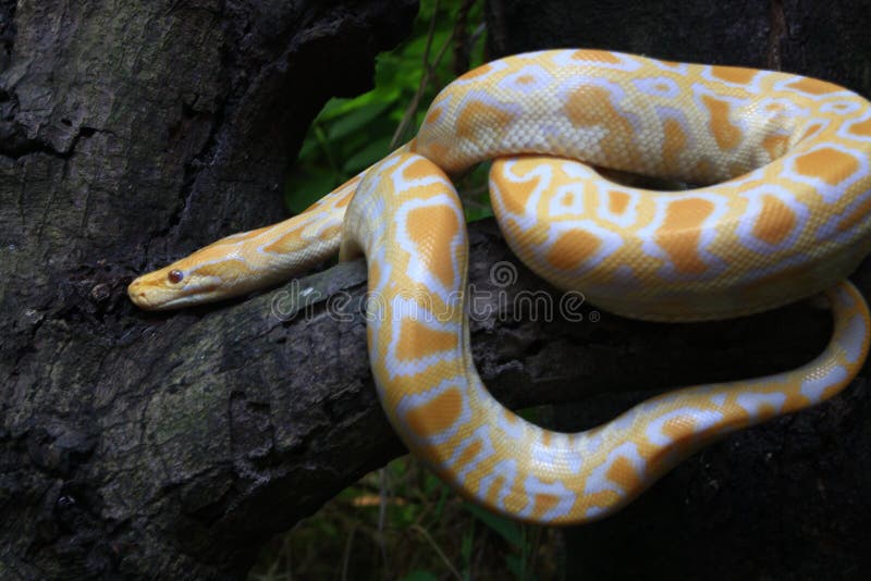 Albino Burmese Python Python Molurus Bivittatus Stock Image - Image of ...