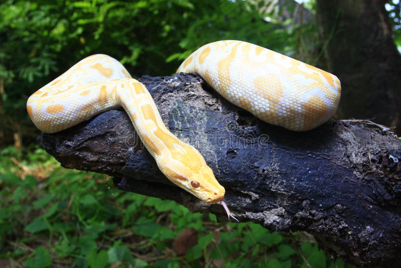 Albino Burmese Python Python Molurus Bivittatus Stock Photo - Image of ...