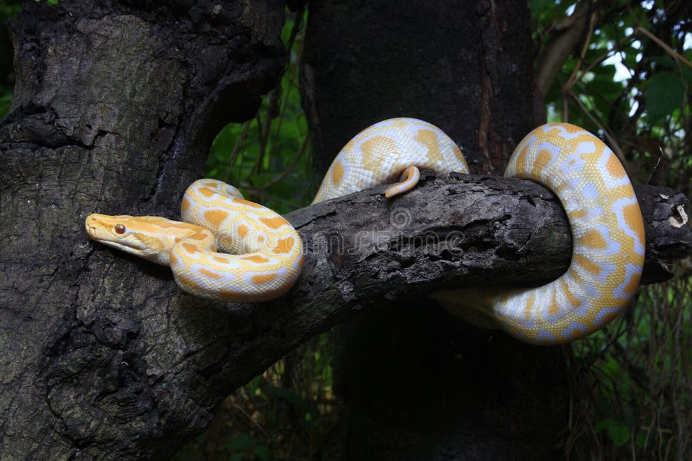 Albino Burmese Python Python Molurus Bivittatus Stock Image - Image of ...