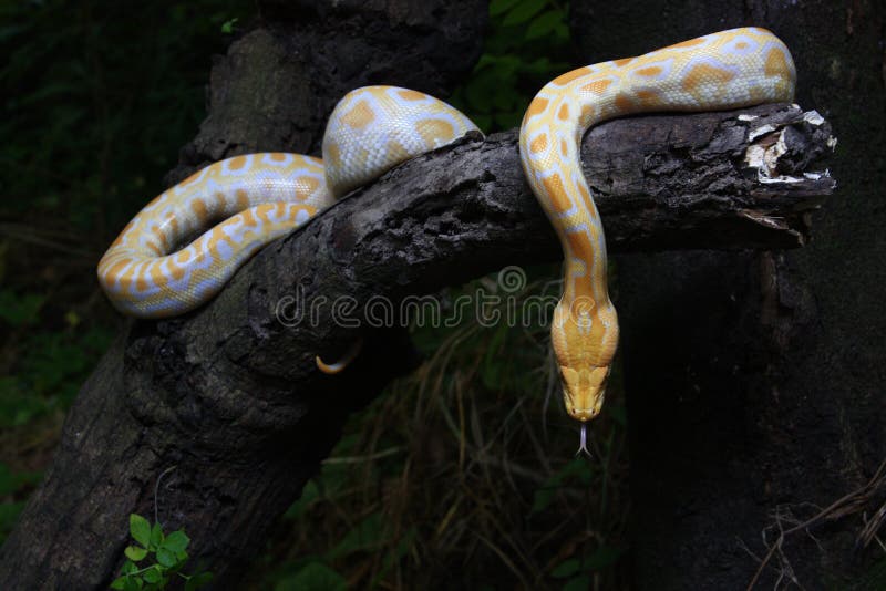 Albino Burmese Python Python Molurus Bivittatus Stock Image - Image of ...