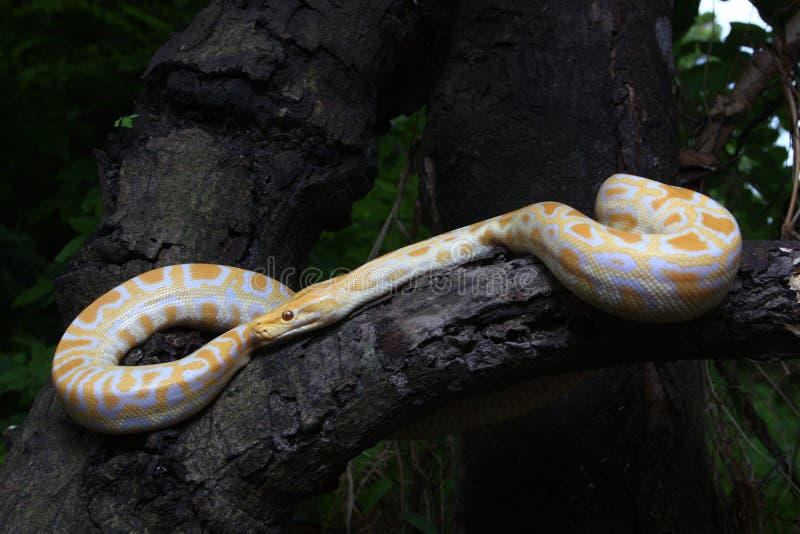 Albino Burmese Python Python Molurus Bivittatus Stock Photo - Image of ...