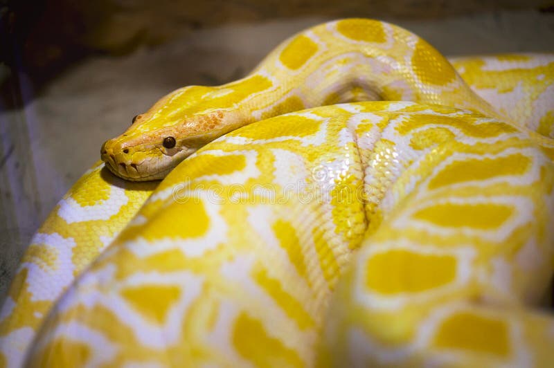 Albino Burmese Python Python Molurus Bivittatus. Golden Yellow Snake Lying on Ground. Close-up ...