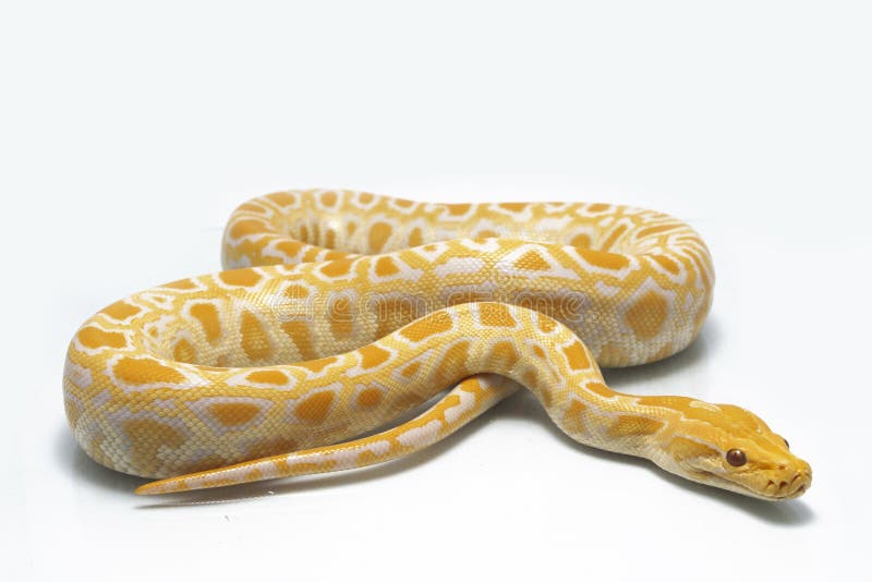 415 Albino Burmese Python Pattern Photos - Free & Royalty-Free Stock ...