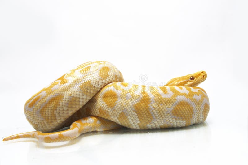 441 Albino Burmese Python Pattern Stock Photos - Free & Royalty-Free ...