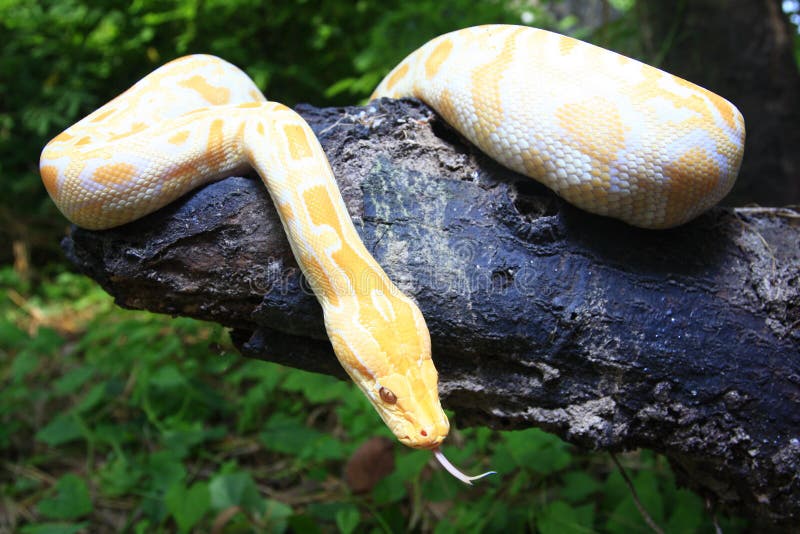 Albino Burmese Python Python Molurus Bivittatus Stock Image - Image of ...