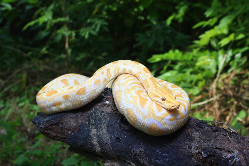 Albino Burmese Python Python Molurus Bivittatus Stock Image - Image of ...