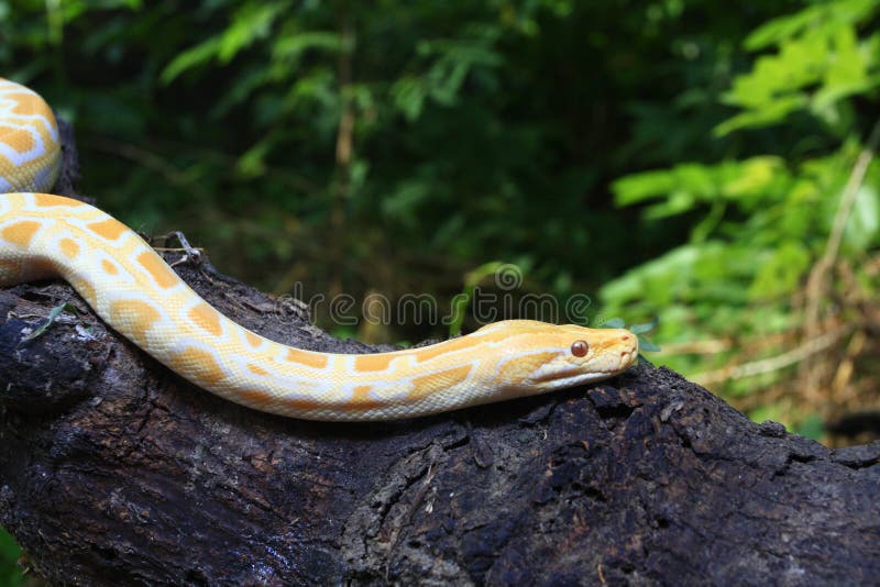 Albino Burmese Python Python Molurus Bivittatus Stock Image - Image of ...