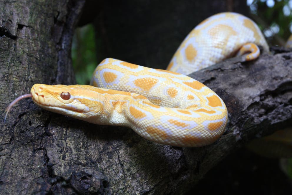 Albino Burmese Python Python Molurus Bivittatus Stock Image - Image of ...