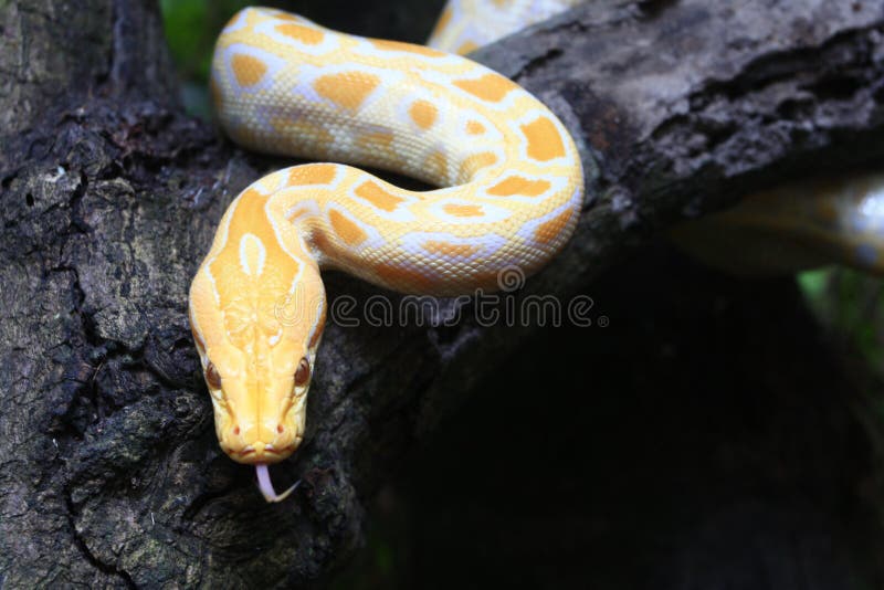 Albino Burmese Python Python Molurus Bivittatus Stock Image - Image of ...