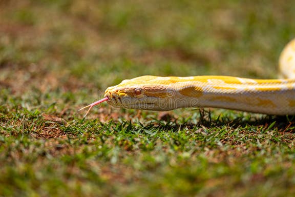 Albino Burmese Python (Python Molurus Bivittatus) Stock Photo - Image ...