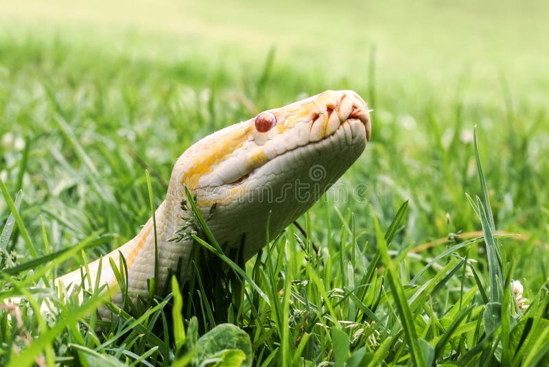 Vary Rare Albino Burmese Stock Photos - Free & Royalty-Free Stock ...