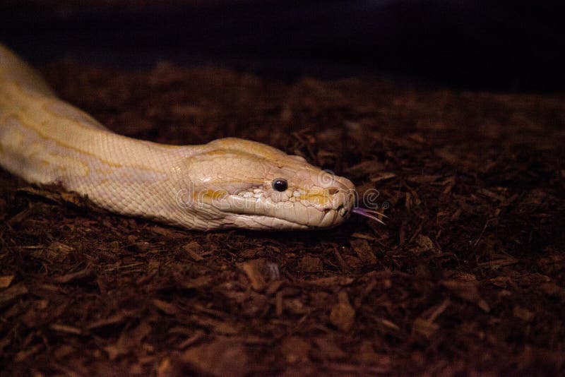 Albino Burmese Python Snake Python Bivittatus Stock Photo - Image of ...