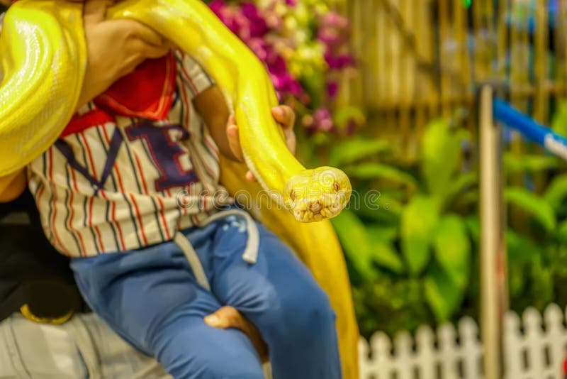 Albino burmese python stock image. Image of curve, beauty - 161489965