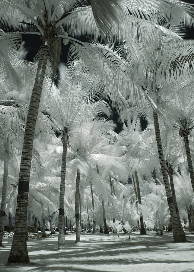 Coconut Trees at Nha Trang Beach in Vietnam 2 Stock Image - Image of ...