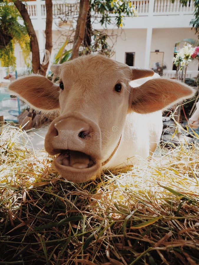 Albino cow stock image. Image of temple, thailand, animal - 258012395